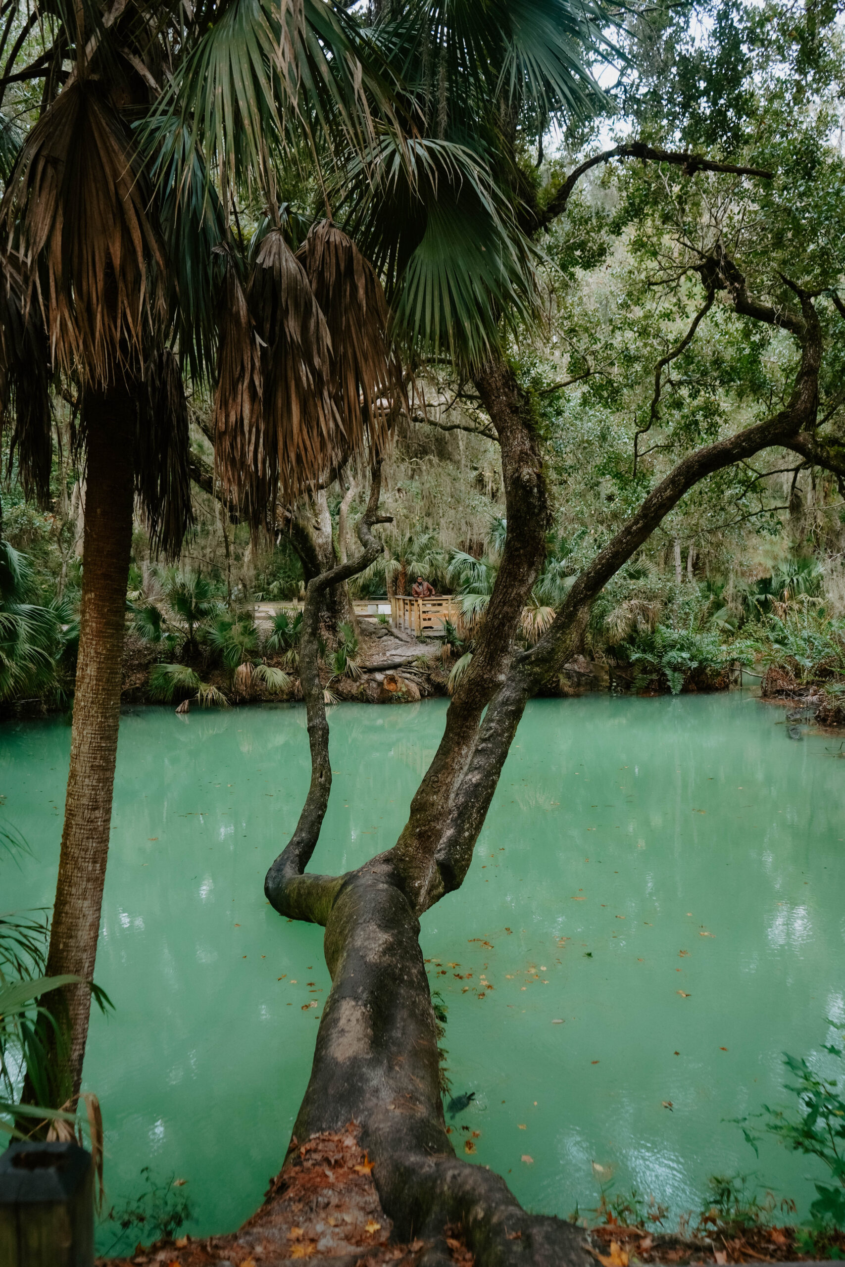 4 Natural Springs You Need To Visit In West Volusia, FL - Suzi On The Move